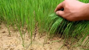 Discover Living place of Primitive Skills (June 2018)
