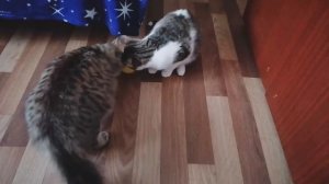 Кот — воришка