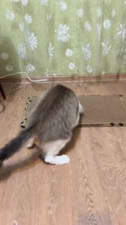 Когтеточка отличного качества и большого размера❤️