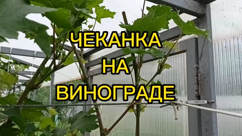 ЧЕКАНКА НА ВИНОГРАДЕ.