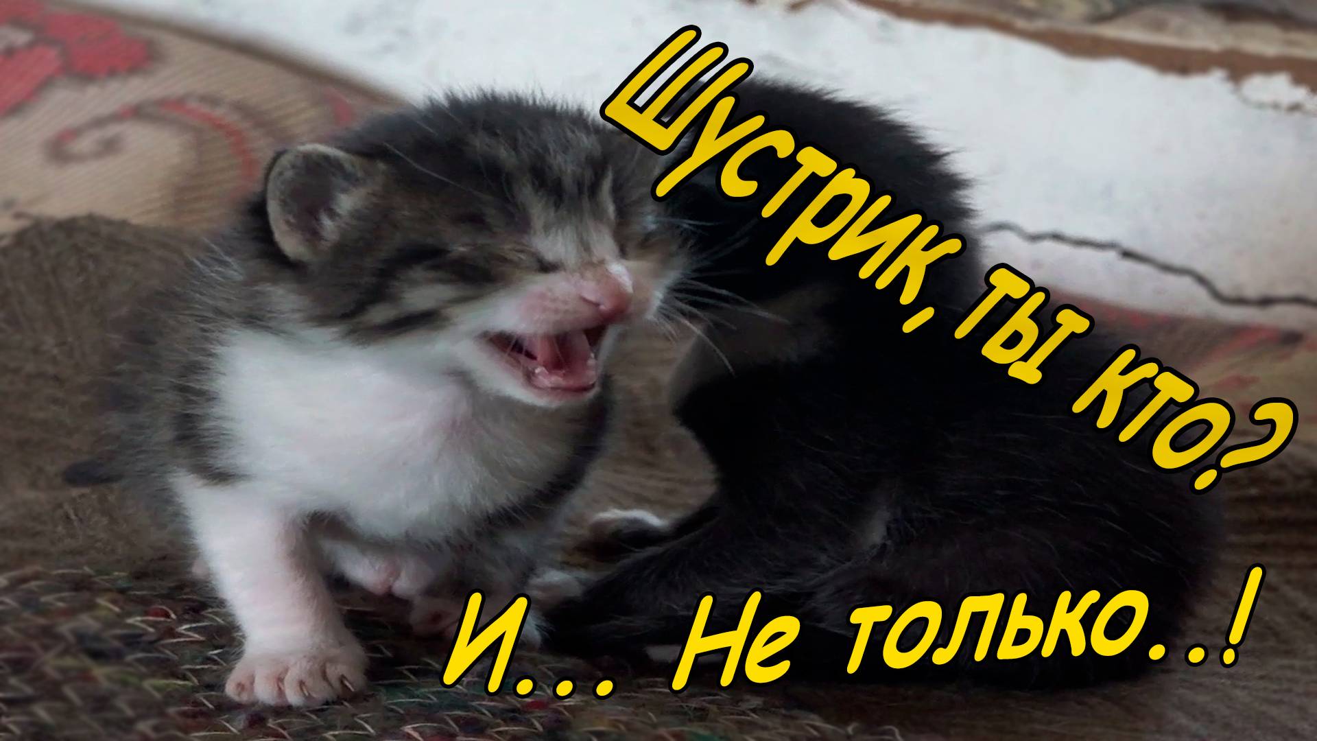 Шустрик ты кто И не только.
