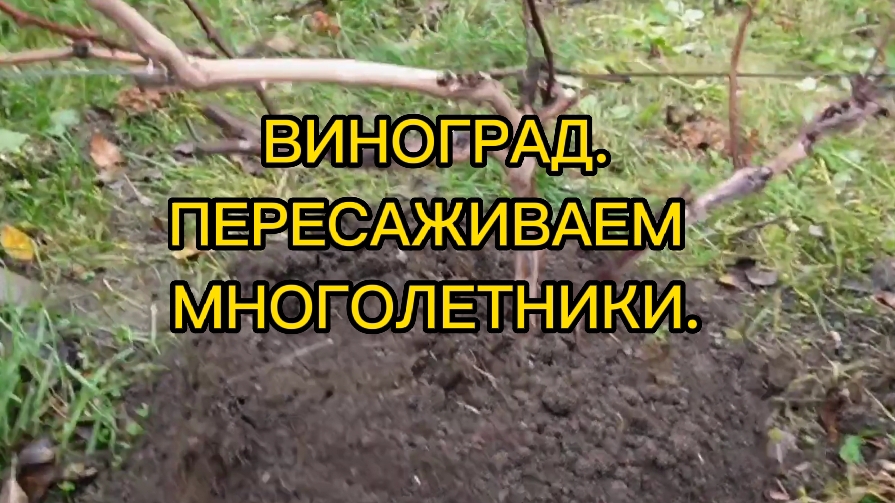 ПЕРЕСАЖИВАЕМ МНОГОЛЕТНИЙ ВИНОГРАД.