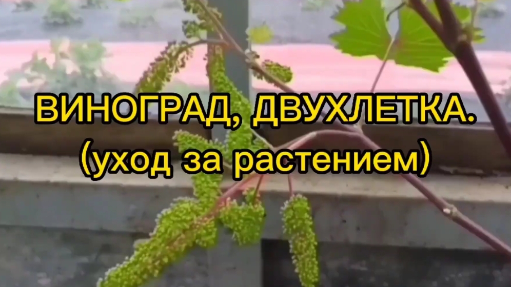 ВИНОГРАД, ДВУХЛЕТКА. ( УХОД ЗА РАСТЕНИЕМ)