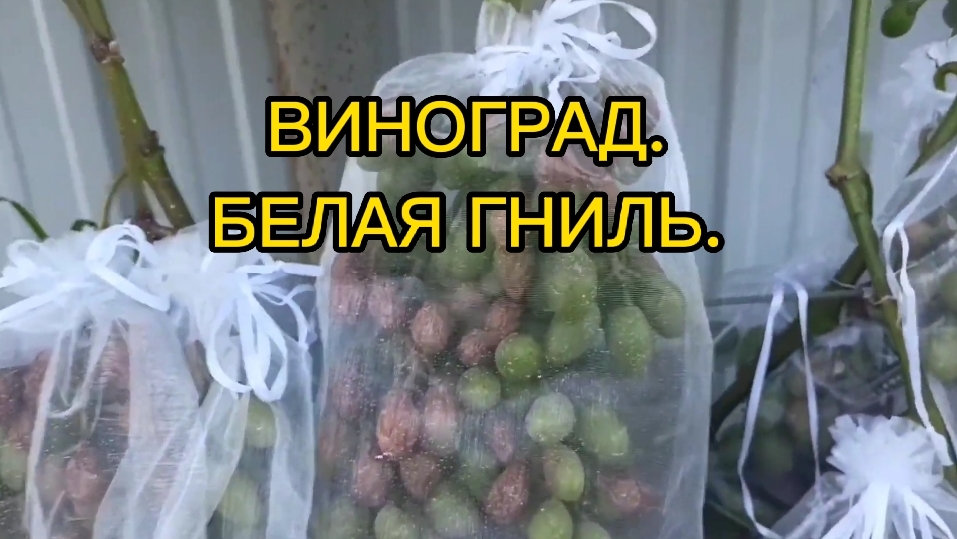 ВИНОГРАД. БЕЛАЯ ГНИЛЬ.