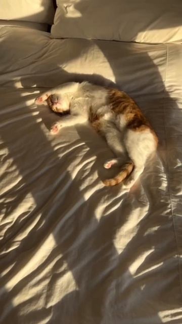 Я люблю котиков а вы??