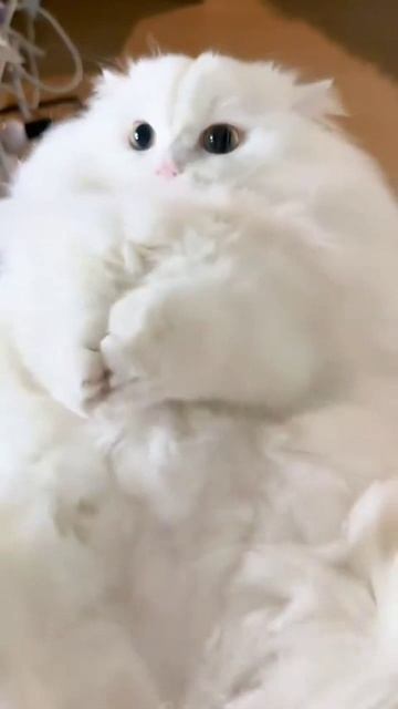 Хищник