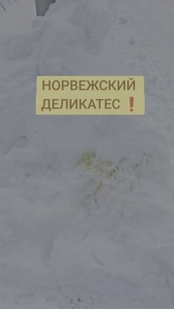 ЖЁЛТЫЙ СНЕГ В НОРВЕГИИ