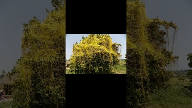 ये 🌱परजीवी पौधा जो दुसरे पेड़ को कमजोर कर देता है⚜️Cuscuta parasatic plant #shorts #Fact