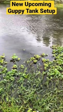 Collecting River Plants for my upcoming Guppy Fish Tank🔥 #shorts #fishtank #guppytank #guppy #fish