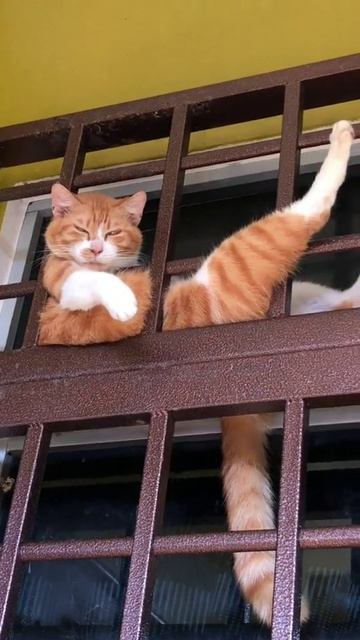 Котики на расслабоне 🐾Котики 🐈Кошки 🐈⬛Котята😺🐾