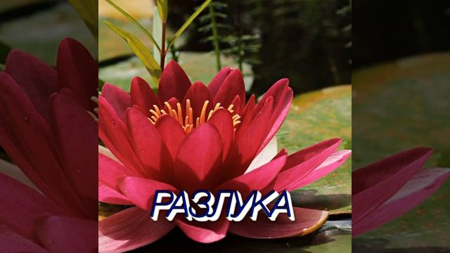 Разлука и крушение мечты о большой любви!!