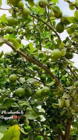 Lemon tree