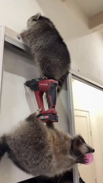 Банда