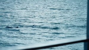 Чартер Суперяхты Maverick - GoToYacht - сервис по аренде яхт.