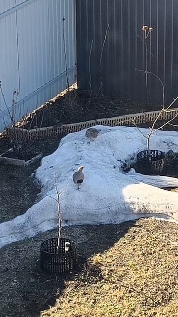 дичь на заднем дворе