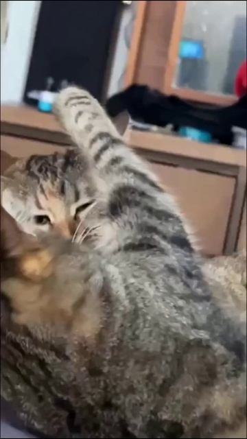 Бой