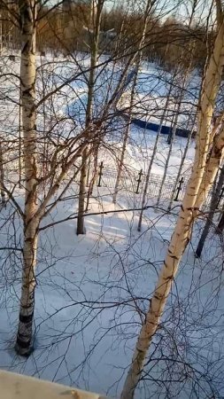 Весенняя красота, каждый день разбавляющая скучные учебные дни