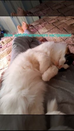 ЗаМУРРчательное настроение!