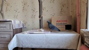 Продолжаю улучшать птичью комнату. Обновил клеёнку