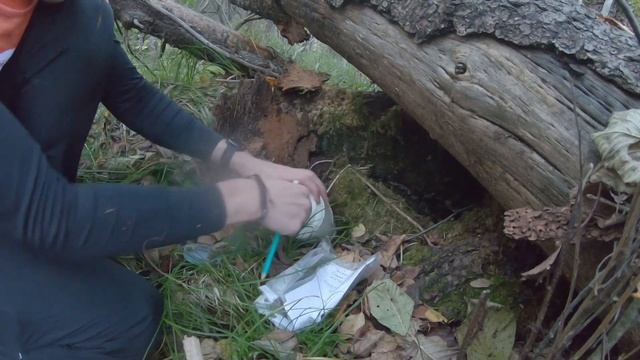 #автобусвлесу 2