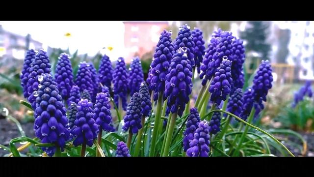 Жестокая романтика. Весенние цветы под снегом.