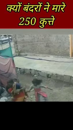 बंदरों ने क्यों मारा 250 कुत्तों को 😱 ख़ून का बदला ख़ून से लिया बंदरों ने मारडाले 250 पिल्ले #short