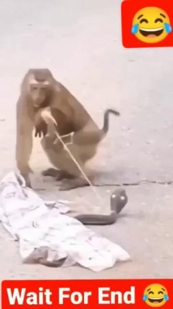 monkey 🐵 vs snake 🐍 pranks #shorts #comedy #prank