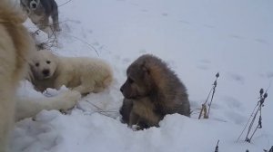 Щенки алабая в питомнике СУРДАН КАРАШ (+79201504908 Viber, WhatsApp)