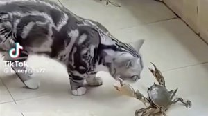 Супер кото реакция 🙀