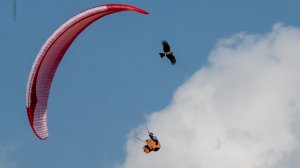 Полеты на парапланах и воздушных шарах в Красноярске