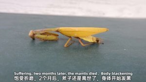 告別斧子，紀念壹只勇士螳螂！Farewell to the golden mantis
