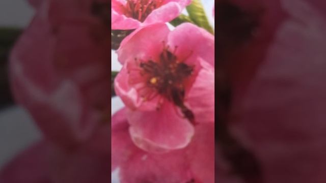 Брак нужно освящать, бракосочетание, рассказывает Хакимов