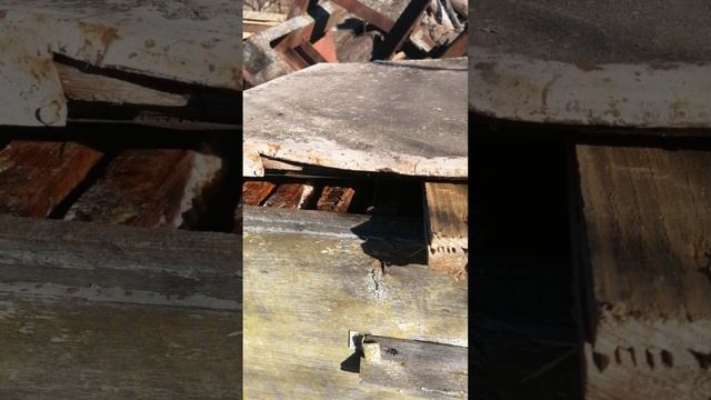 Пчёлы в марте на обсушке рамок