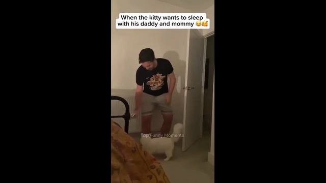 Смешные котики - часть 4 (uu)