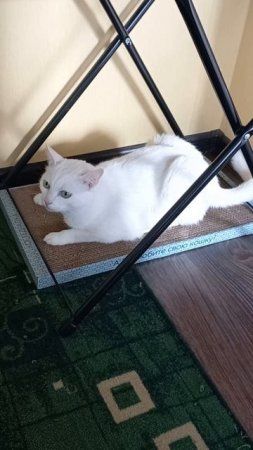 Котик обожает эту когтеточку❤️