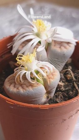 Цветение литопсов | Lithops flowering | @FlowersLand