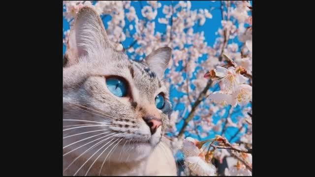 Песня Жаворонка. Детский альбом. Петр Ильич Чайковский.