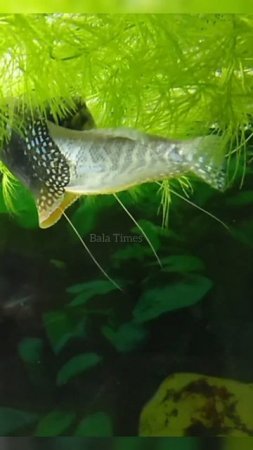 First time to see gourami egg laying video| gourami breeding video tamil