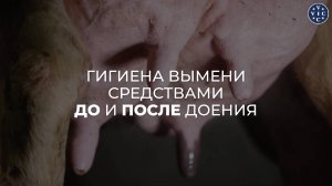 ЛАКТИК — средство для гигиены вымени до и после доения Группы компаний ВИК