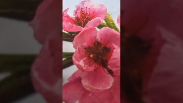 А люблю ли я, любовь. Рассказывает Хакимов