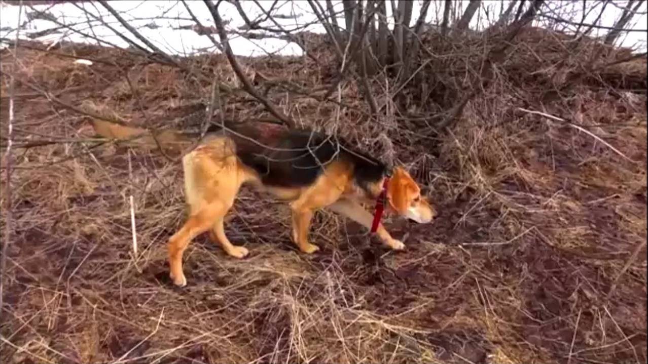 Русские гончие ч.п/ч Сигнал ( Плакуня ), Аргон 10 мес. вл. Шатров В.А.#охотасгончей#топ #hunting