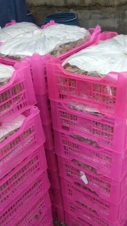 Начало виноградной истории, 500 килограмм Розового Тайфи