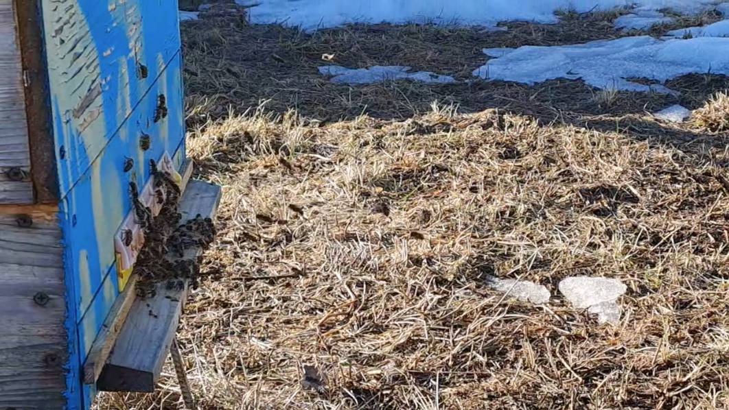 Обстановка на пасеке 24 марта. Первый массовый облёт пчёл