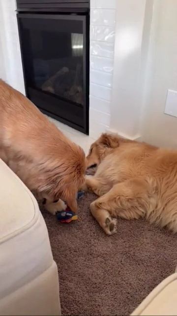 Это их любимая игрушка