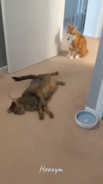 Шерстяной нокаут