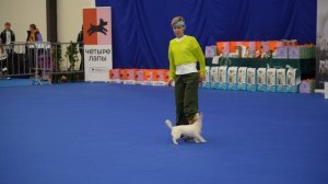 Танцы с собаками.Чемпионат России в Экспофоруме.Зоошоу.Санкт-Петербург.22.03.2025.
