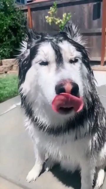 Сухой / Мокрый