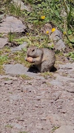 Суслики кормятся с рук . Джилы Су #экскурсия