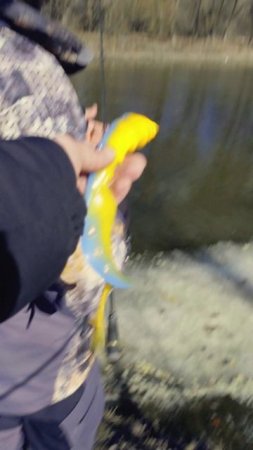 Когда попросил приманку...