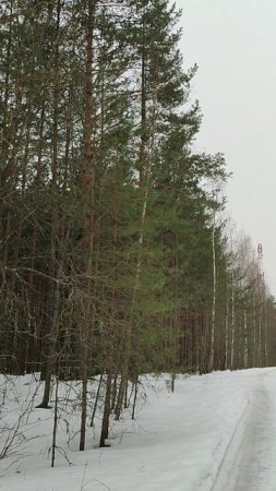 лебеди в Барышево